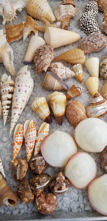 Sea Shells Stock Image Image Of Shells Vegetable Wood 160933615