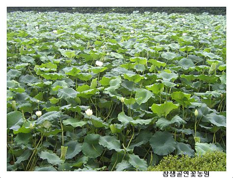 수생식물 연꽃뿌리줄기연잎연꽃연씨에 관한 설명 네이버 블로그
