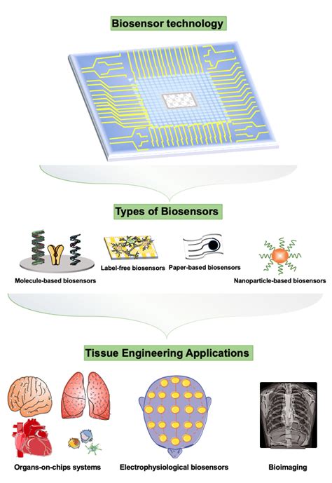 The Current Trends Of Biosensors In Tissue Engineering