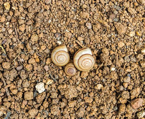 작은뾰족민달팽이 이미지 스톡 사진 및 일러스트 Istock
