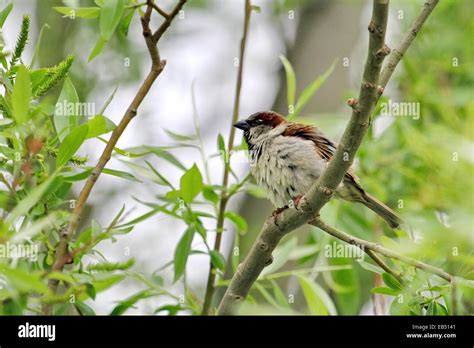 Male Sparrow Among Branches Of A Tree Stock Photo Alamy