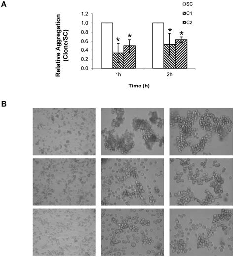 quantification of cell cell aggregation a quantification of the