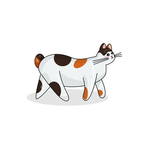 Best Bobtail Illustrations Royalty Free Vector Graphics And Clip Art