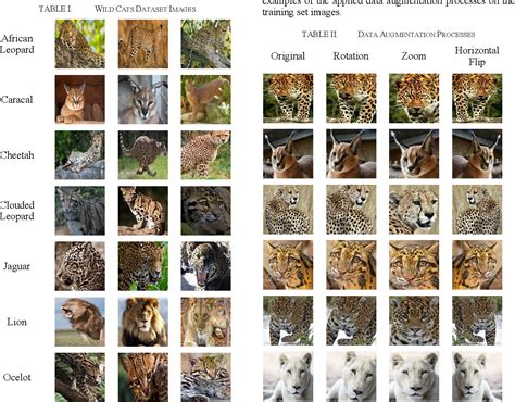 Table Ii From Classification Of Endangered Species Of Wild Cats Through