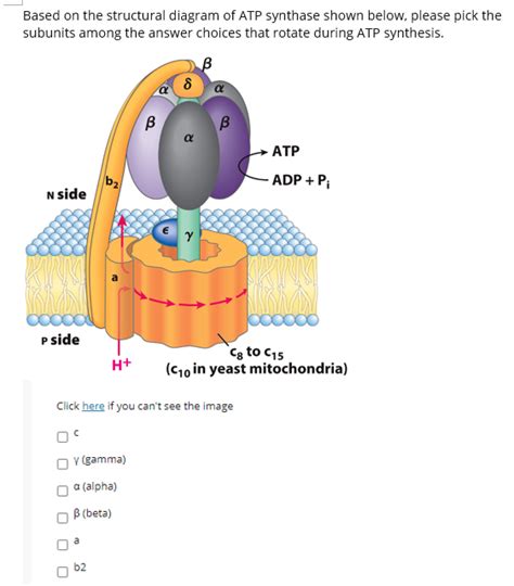 Atp Synthase Diagram