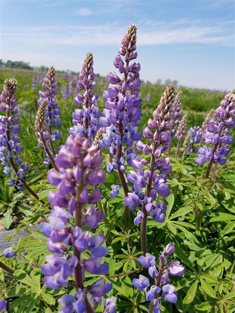 Lupinus Perennis Wild Lupine Allendan Seed Company