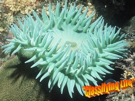 Classifying Life Ppt