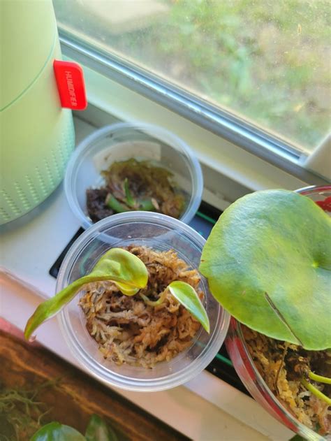 Variegated Phil Micans Up Potting Help R Philodendron