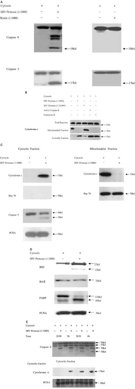Caspase Activation And Mitochondrial Release Of Cytochrome C Occurs In Download Scientific