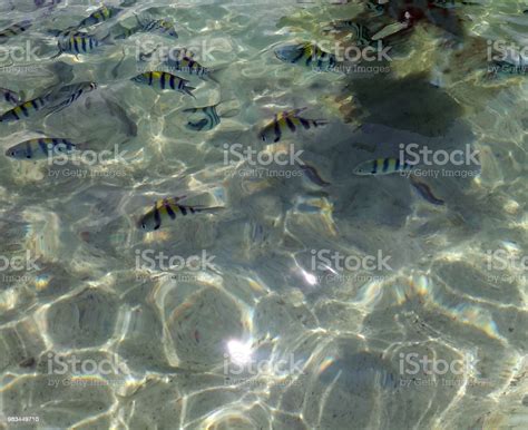 바다 표면 공중 보기의 맑은 바다 물과 클 라 운 해변에서 열 대 바다 크 라비 태국 안다만 바다 배경에 대 한 얕은 물에 파문이 0명에 대한 스톡 사진 및 기타 이미지