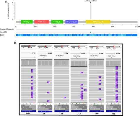A Erbb2 Exon 20 Insertions Indentified In Non‐small Cell Lung Cancer Download Scientific