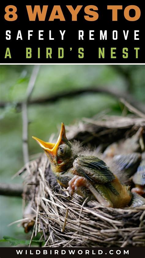 8 Ways To Safely Remove A Birds Nest Bird Nest Nest Birds