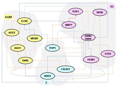 Transcription Factor Network Of The Yeast Cell Cycle Inferred By