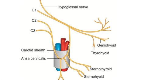 Ansa Cervicalis Lies Embeded In Anterior Wall Of Carotid 49 Off