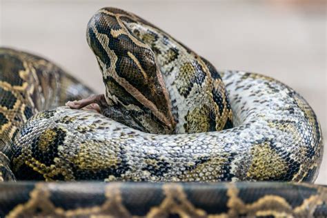 Hungry Python Eating Rat During Feeding Time In Mini Zoo In Miri Stock
