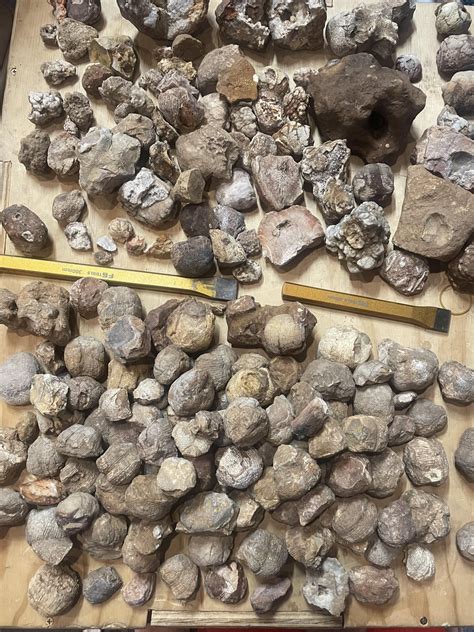 Seashell Fossils Geodes And Others Mogollon Rim Strawberry Az R Rockhounds