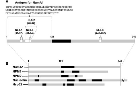 Domain Structure Diagram Of Numa1 And Other Nucleolar Proteins Black