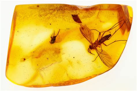 Detailed Fossil Fungus Gnat And Scuttle Fly In Baltic Amber 272184