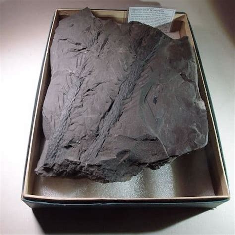 Stems Of A Giant Extinct Tree 300 Million Years Old Radstock Somerset