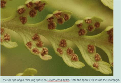How Do Ferns Reproduce By Spores