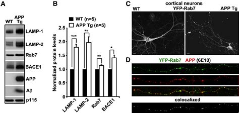 Figure 1 From Snapin Mediated Bace1 Retrograde Transport Is Essential