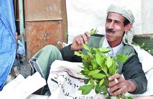 Now Arab African Pleasure Leaf Khat In Sri Lanka The Sundaytimes