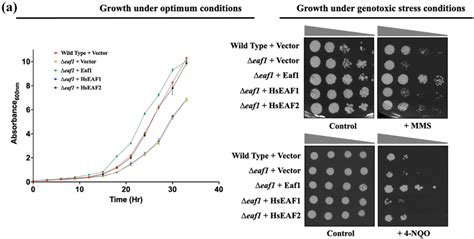 Function Complementation Of Eaf1 Deletion Phenotypes A Growth Download Scientific Diagram