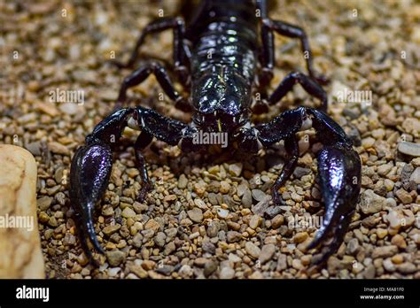 Emperor Scorpion Face