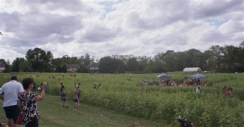 Fields Album On Imgur