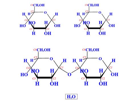 Lesson Starch Glycogen And Cellulose PPTX