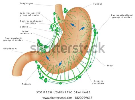 Lymph Nodes In Stomach Area