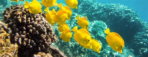 Reef Join The Worlds Largest Coral Restoration Project