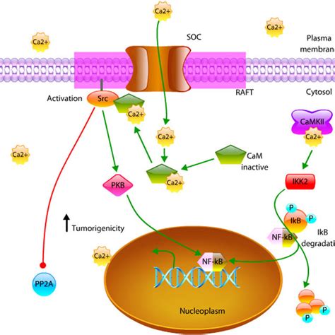 PDF Calcium Signaling And Cell Proliferation