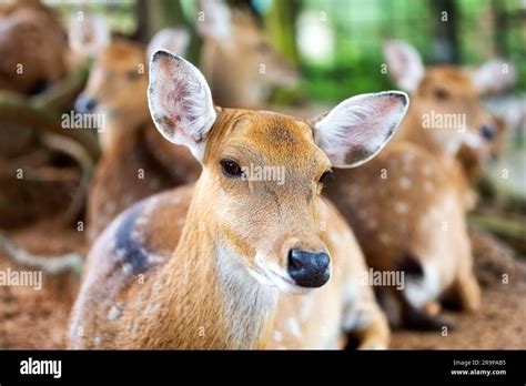 Portrait Of A Female Sika Deer Spotted Deer Or Axis Deer In Nature
