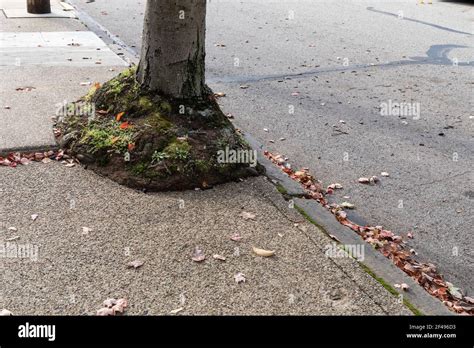 Tree Roots Sidewalk High Resolution Stock Photography And Images Alamy