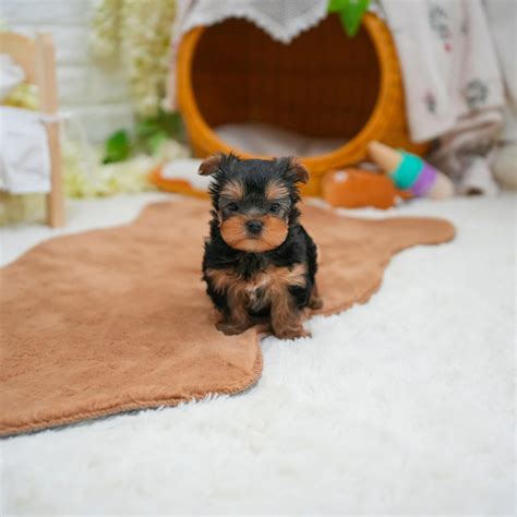 요크셔테리어분양 사랑스러운 애기 강아지 테리 강아지분양 고양이분양 컴투펫 시츄 셔틀랜드쉽독 말티푸 미니핀 치와와 요크셔테리어 포메라니안 말티즈 분양