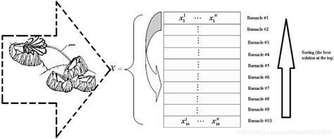 源码 智能优化算法—藤壶交配优化算法（barnacles mating optimizer，bmo） barnacle mating optimizer csdn博客