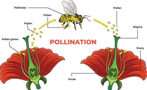 Illustration Of Pollination Diagram 56707849 Vector Art At Vecteezy