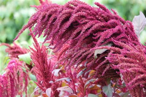 Amaranthus Cruentus Red Amaranth In Garden Stock Image Image Of