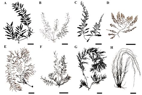 Sargassum Species Collected From The Yellow Sea And East China Sea All