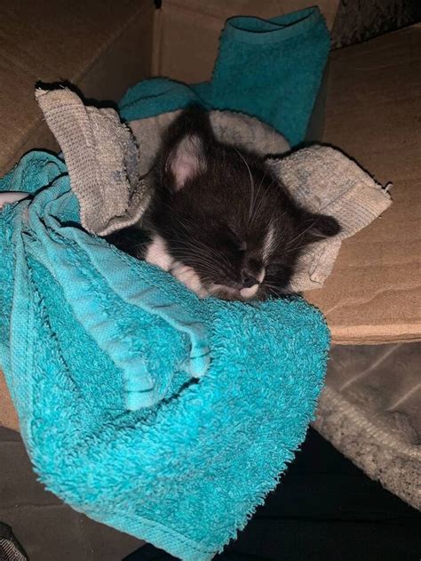 Самые милые котики Пикабу