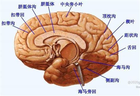 超清版：颞叶 解剖、血供及影像动脉