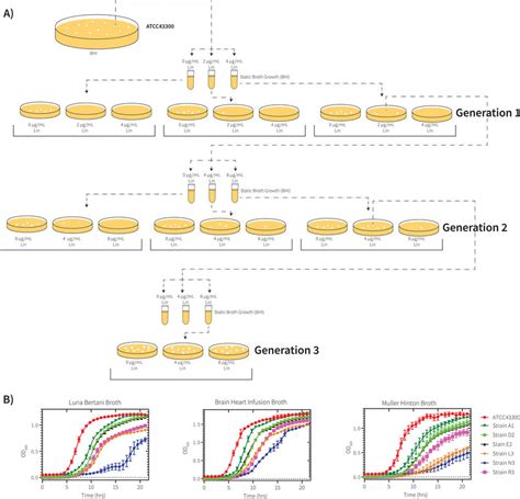 Selection For Linezolid Antibiotic Resistance In S Aureus A Download Scientific Diagram