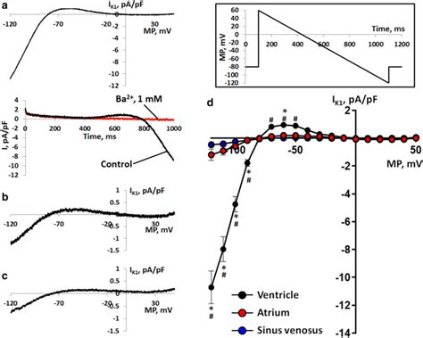 Background Inward Rectifier Potassium Current Ik1 In Myocytes From