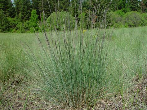 Festuca Idahoensis Idaho Fescue