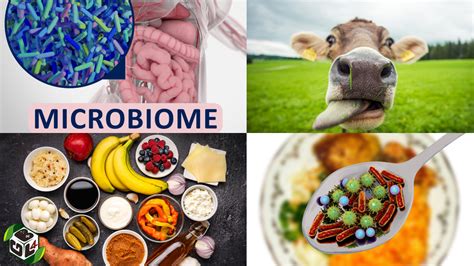 The Ecosystem Within