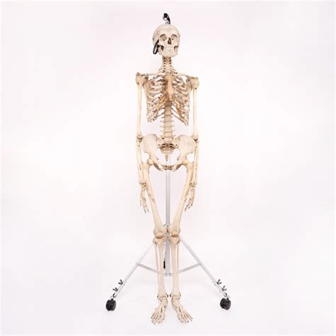 Articulated Human Model 3d