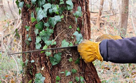 How To Get Rid Of Poison Ivy Plants The Home Depot
