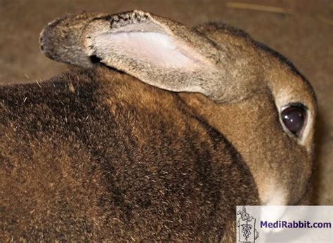 Medirabbit