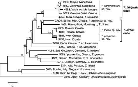 Neighbor Joining Tree Of The Trogulus Hirtus Species Group 552 Bp